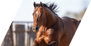 7S Stuart Ranch | Stallions