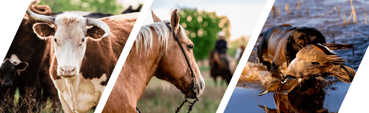 7S Stuart Ranch | About Oklahoma's Oldest Family-Owned Ranch