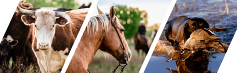 7S Stuart Ranch | About Oklahoma's Oldest Family-Owned Ranch