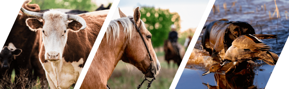 7S Stuart Ranch | About Oklahoma's Oldest Family-Owned Ranch