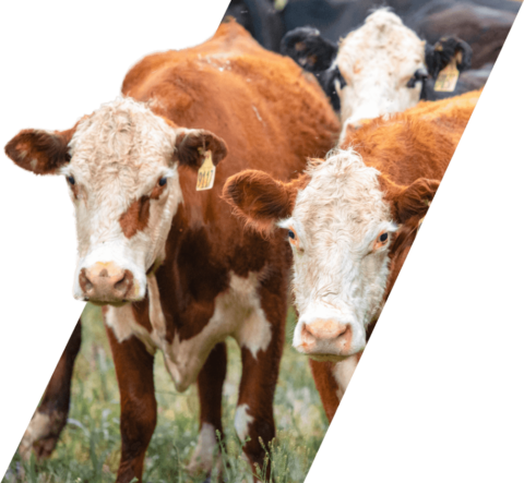 7S Stuart Ranch | Cattle Operation