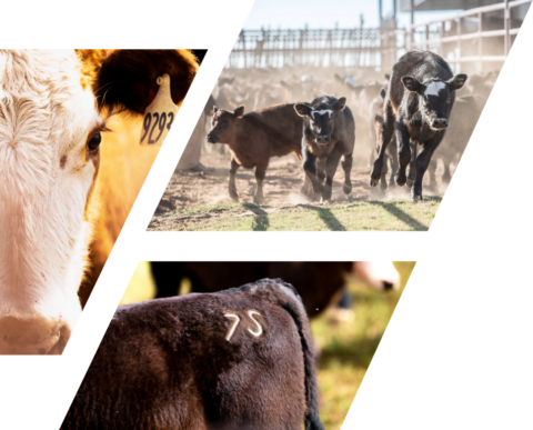 7S Stuart Ranch | Cattle Operation