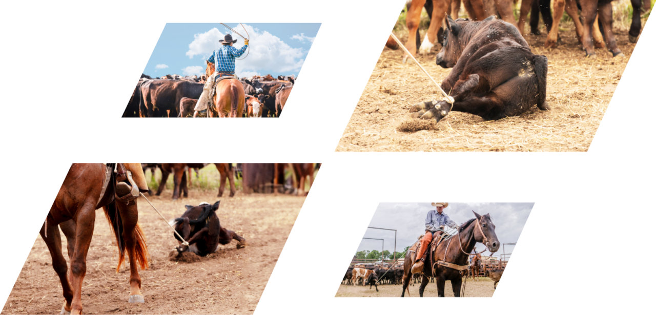 7S Stuart Ranch | Cattle Operation
