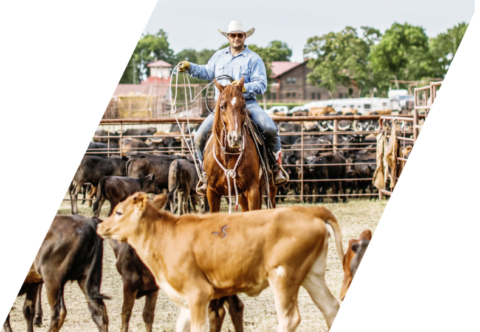 7S Stuart Ranch | Cattle Operation