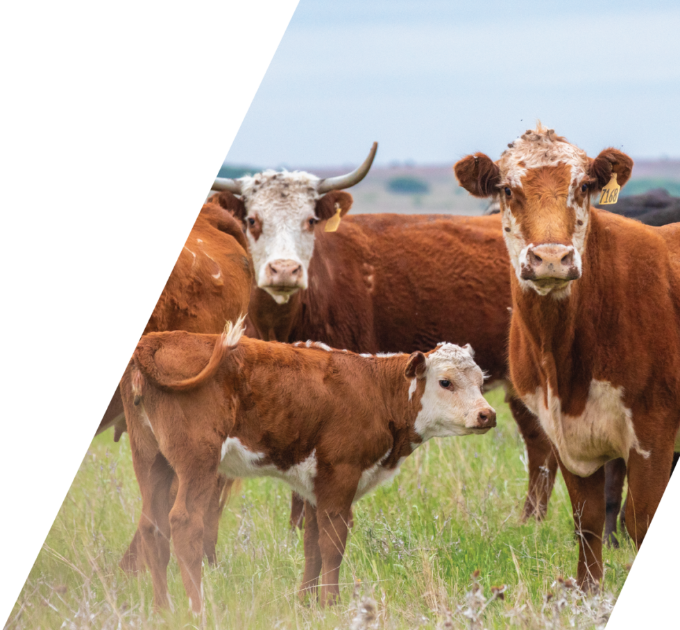 Home - 7S Stuart Ranch | Family-Owned Since 1868