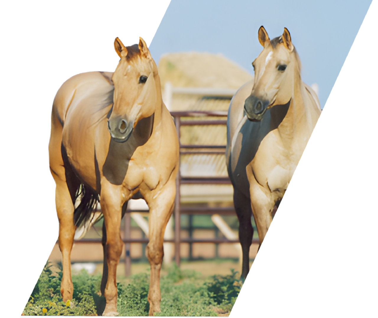 7S Stuart Ranch | Quarter Horse Heritage