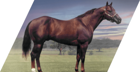 7S Stuart Ranch | Quarter Horse Heritage