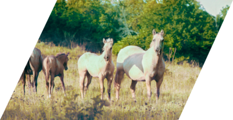 7S Stuart Ranch | Quarter Horse Heritage
