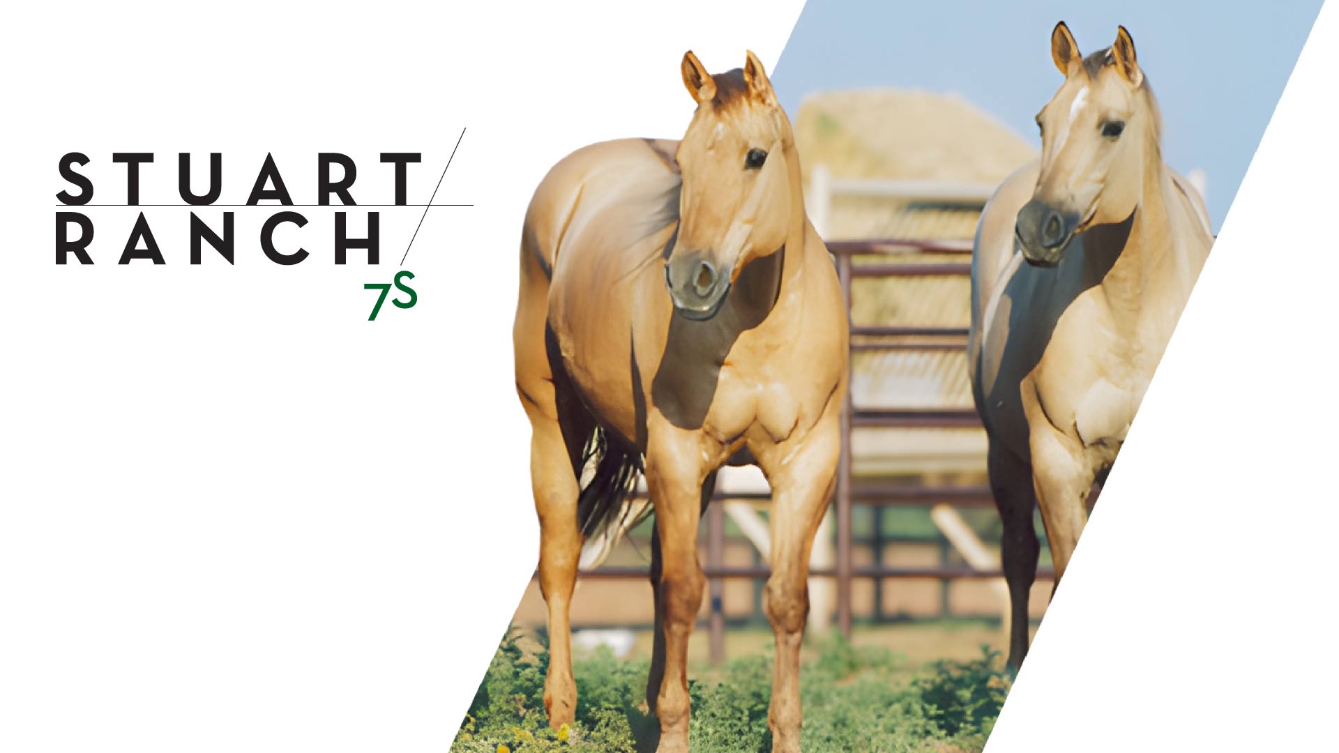 7S Stuart Ranch | Quarter Horse Heritage