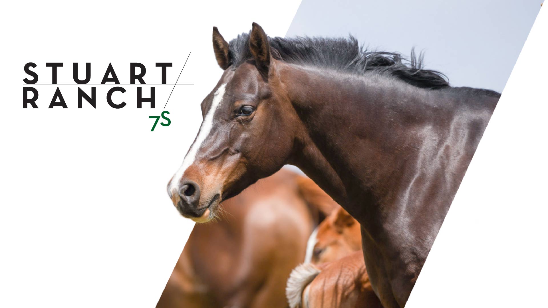 7S Stuart Ranch | 2024 Quarter Horses Online Sale