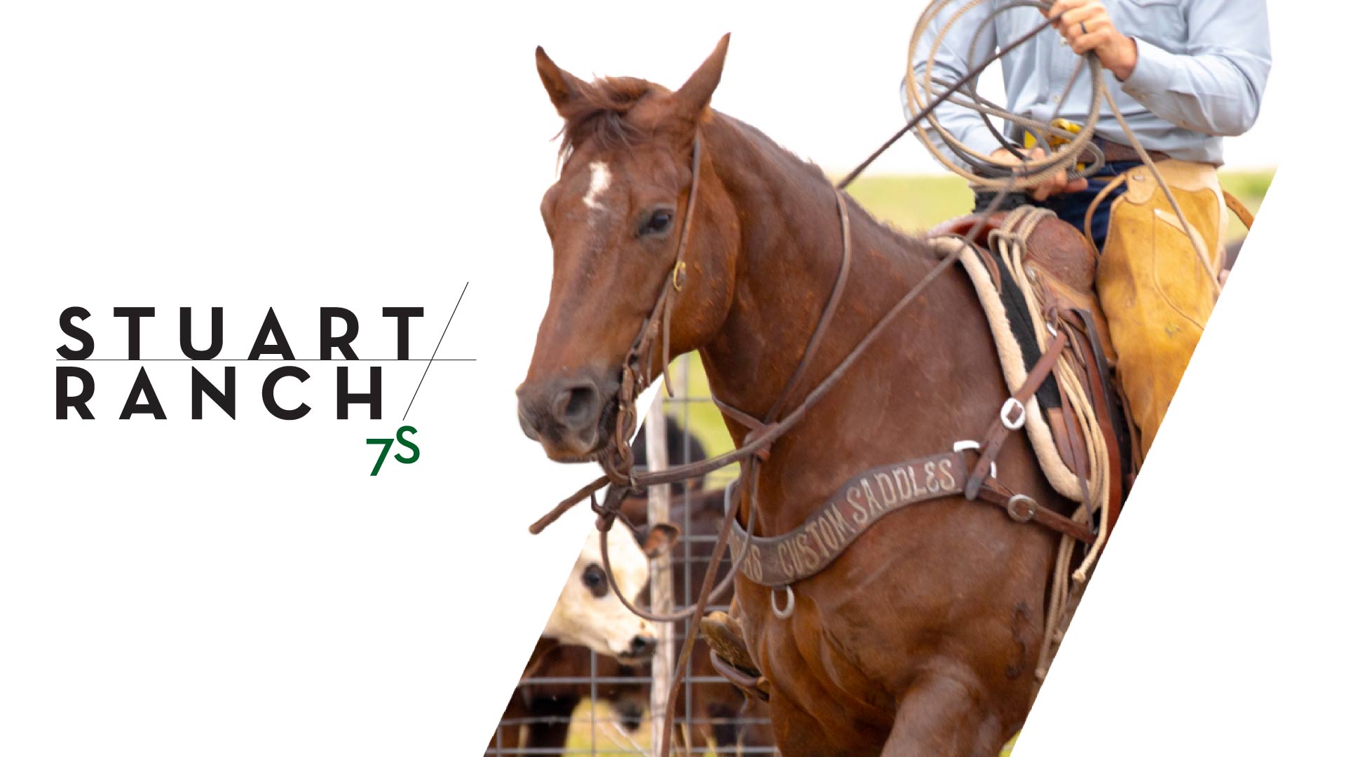 7S Stuart Ranch | Stallions